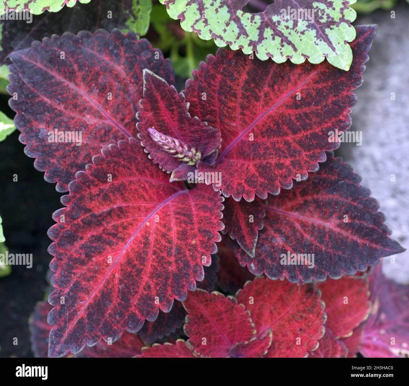Buntnessel; Coleus blumei Stock Photo - Alamy