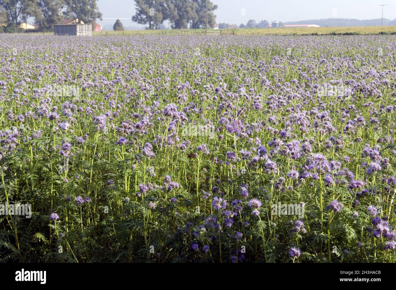 Phacelia field, dewdrop Stock Photo - Alamy