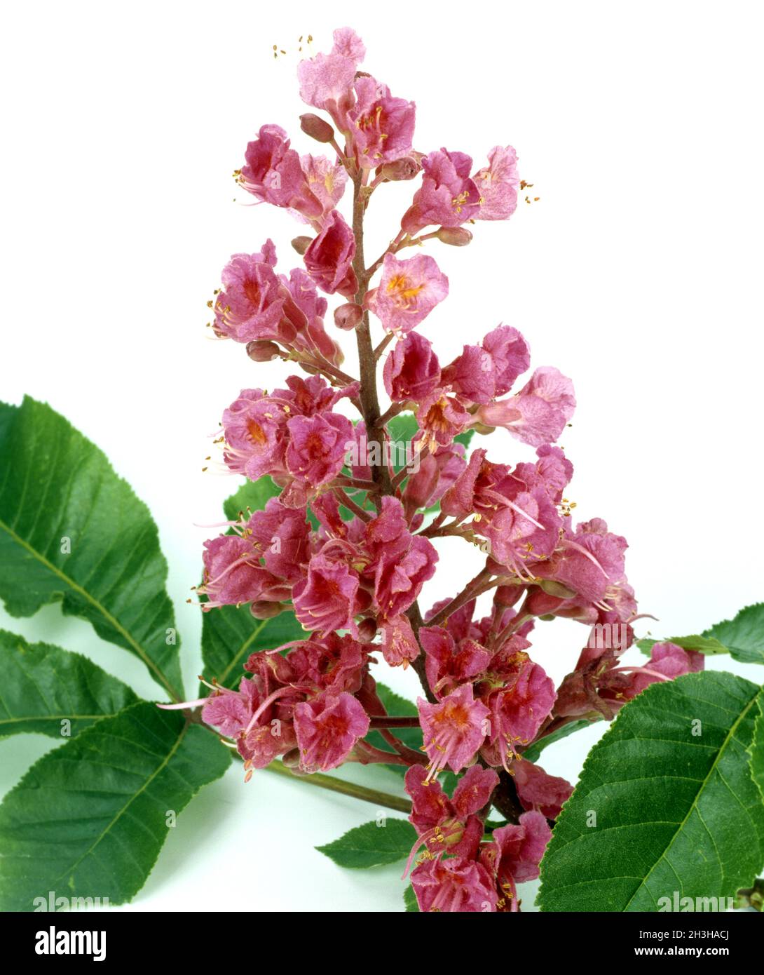 Red bud trees hi-res stock photography and images - Alamy