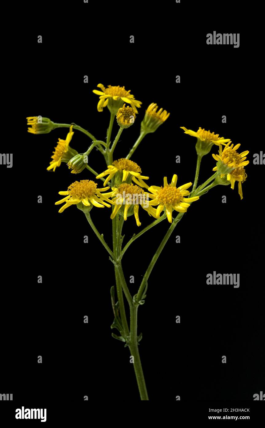 Ragwort jacob hi-res stock photography and images - Alamy