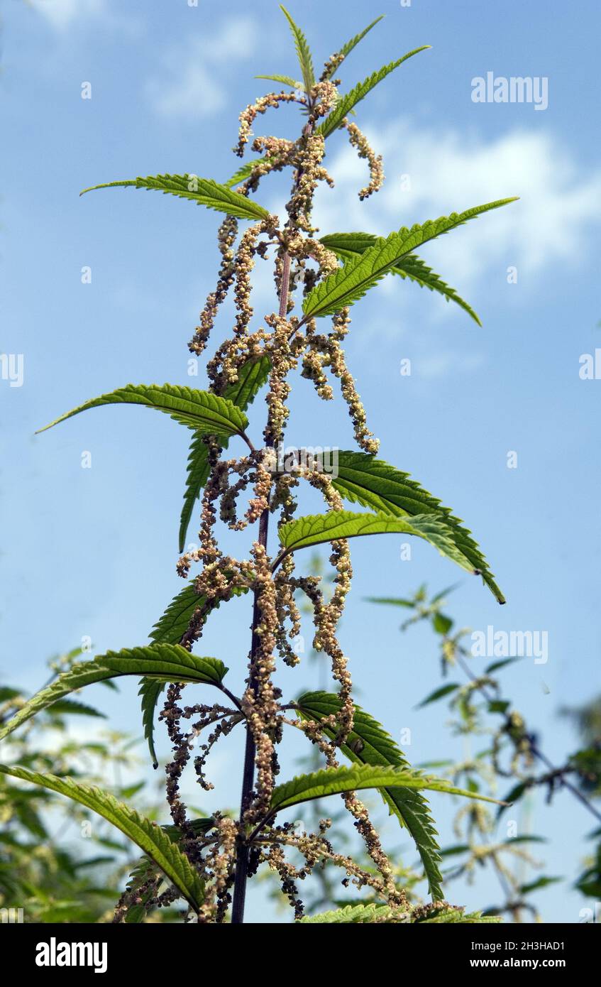 Swamp nettle hi-res stock photography and images - Alamy