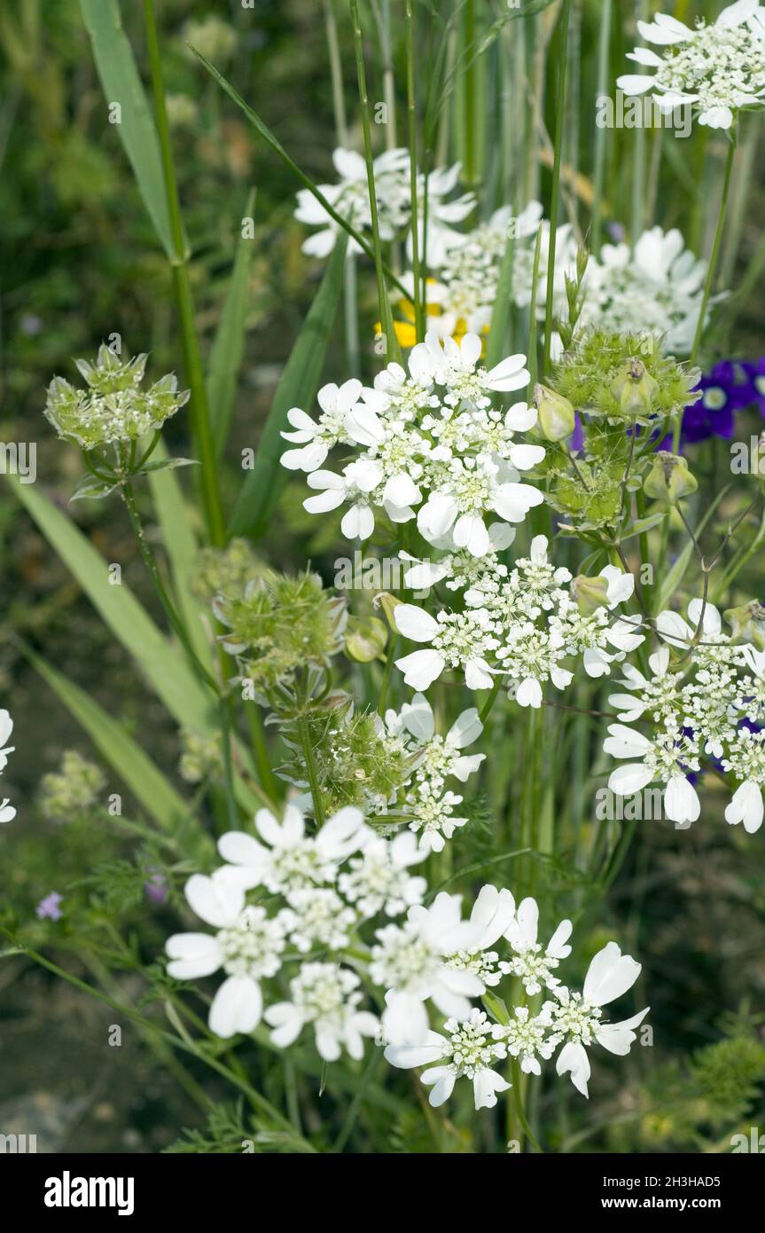 Orlaya grandiflora seed hi-res stock photography and images - Alamy