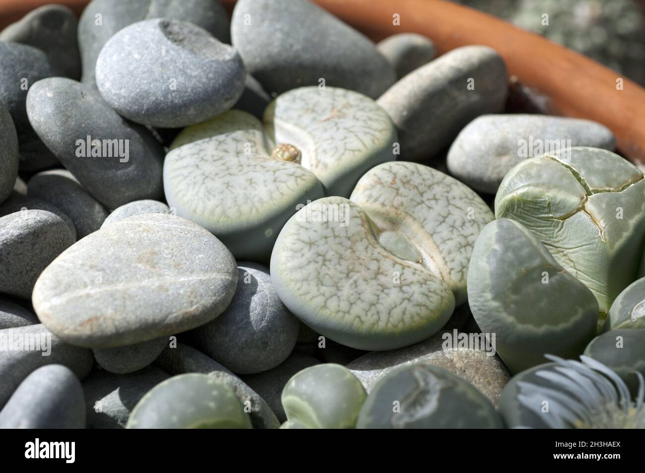 Living stones, Lithops Stock Photo - Alamy