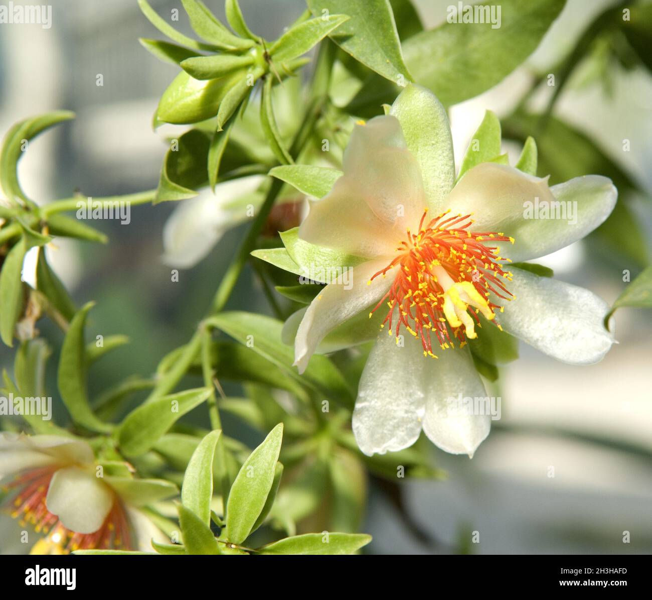 Barbados gooseberry hi-res stock photography and images - Alamy