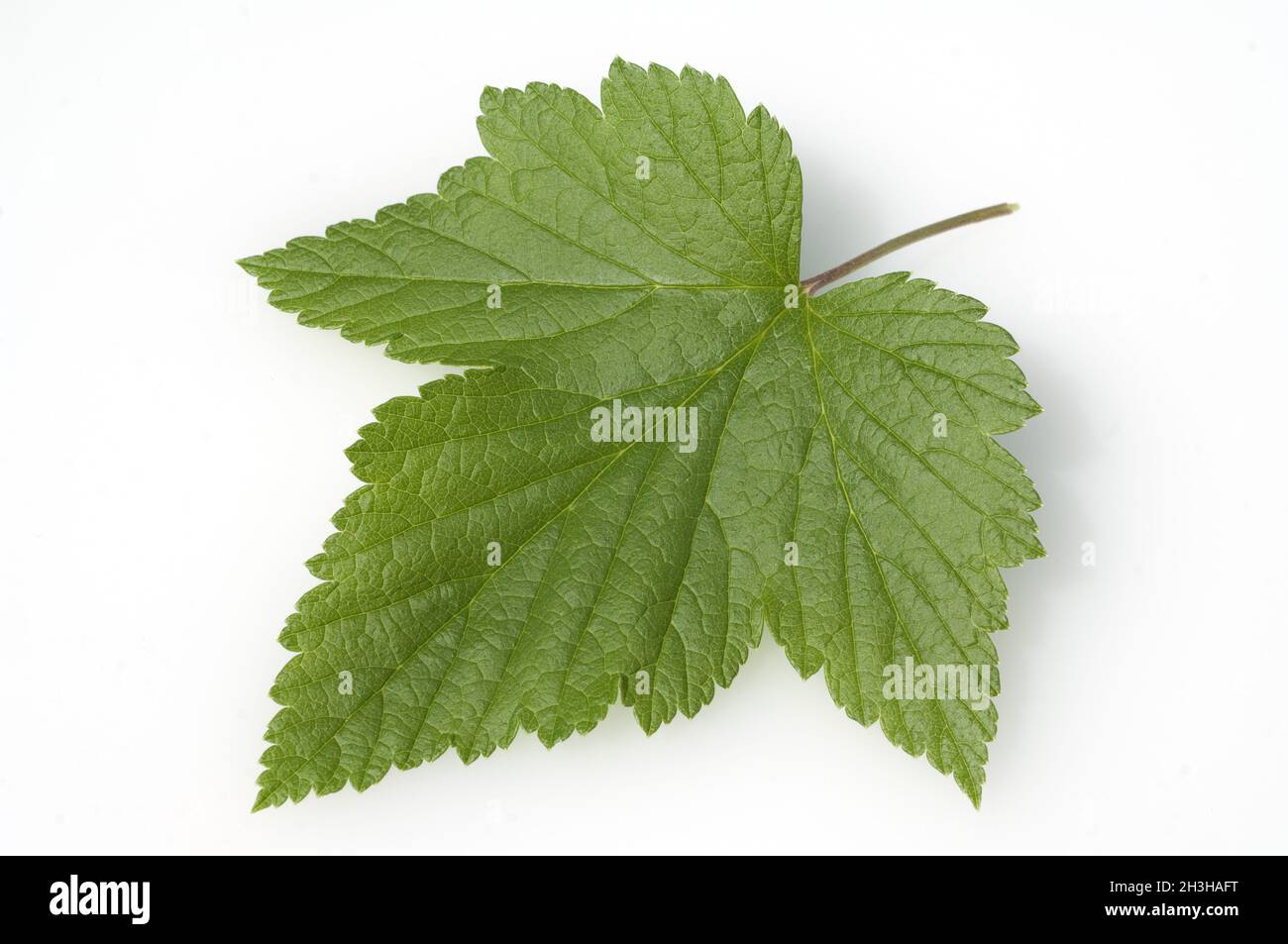 Blackcurrants, Ribes nigrum Stock Photo - Alamy