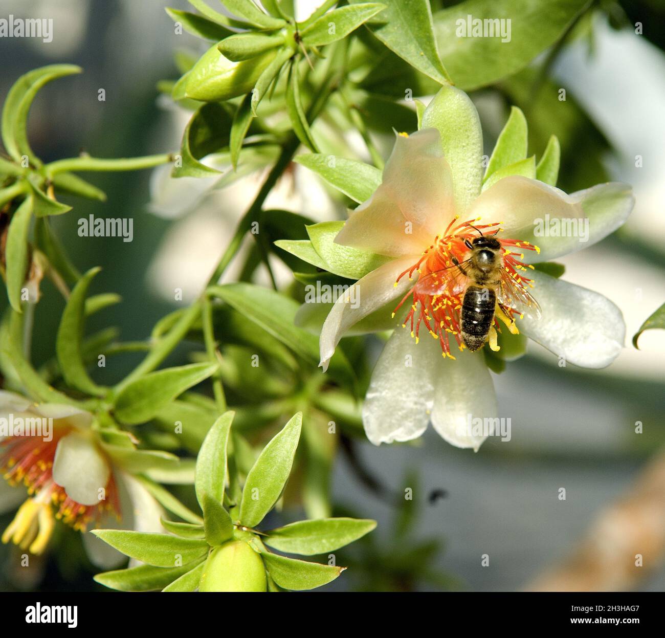 Barbados gooseberry hi-res stock photography and images - Alamy