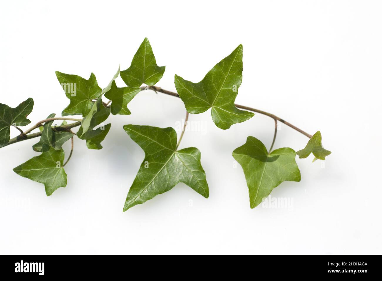 Heimischer efeu hi-res stock photography and images - Alamy