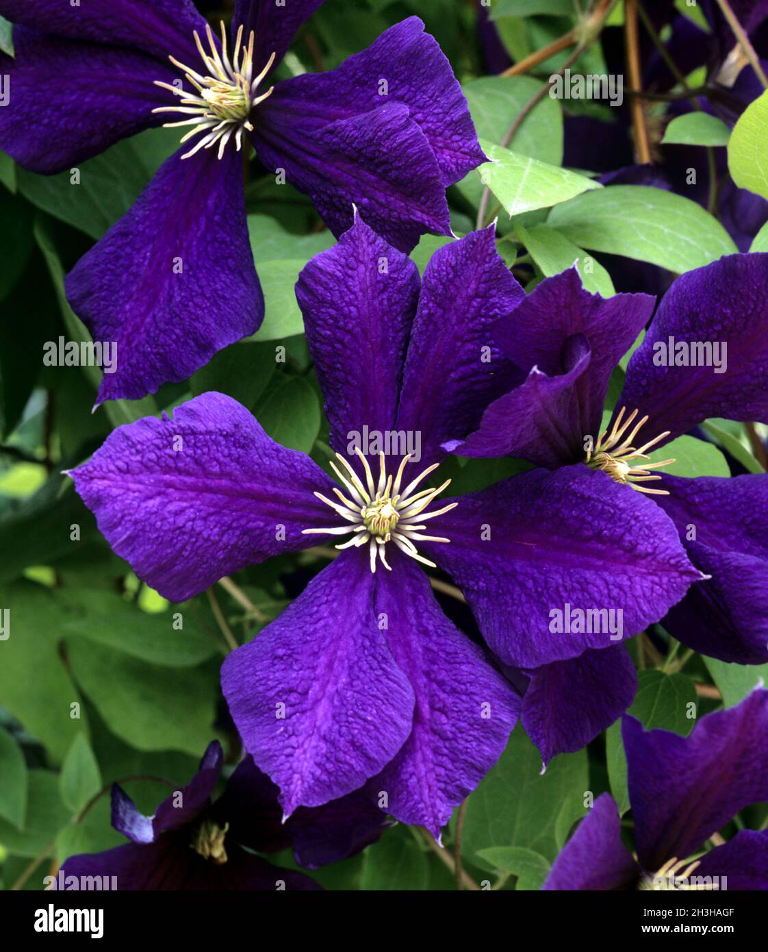 Clematis, Clematis Jackmanii Stock Photo - Alamy