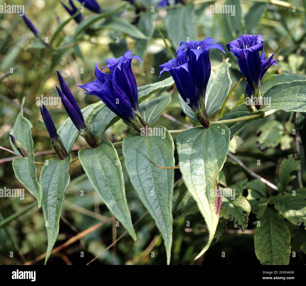 Swallow and willow hi-res stock photography and images - Alamy