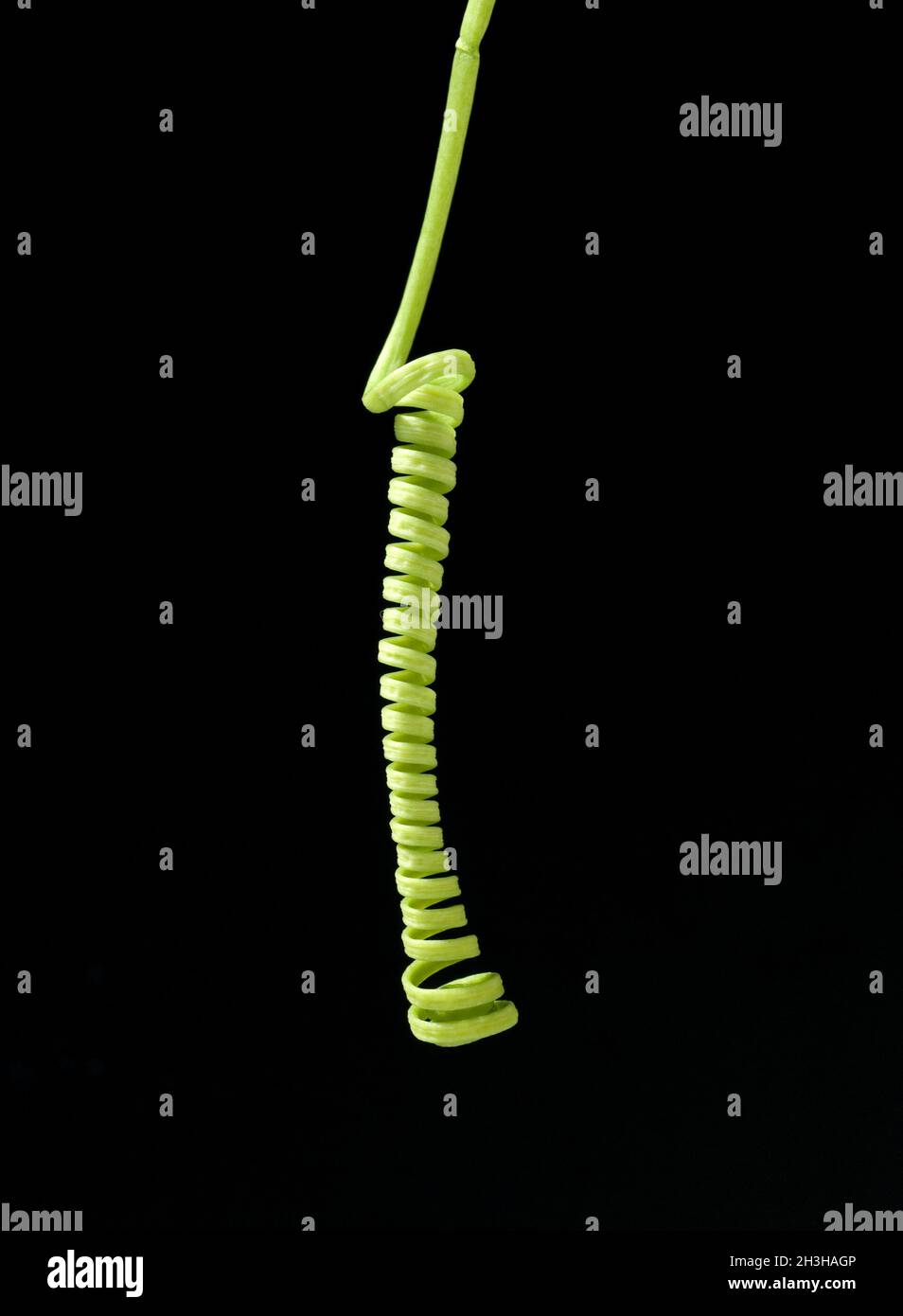 Passion flower climbing tendrils hi-res stock photography and images ...