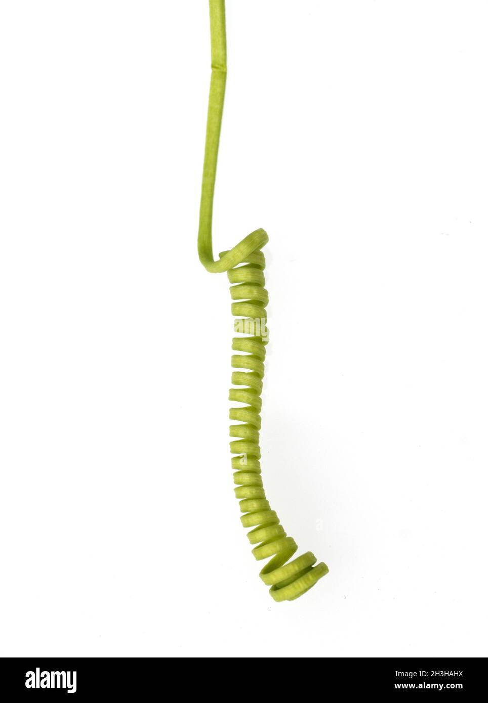 Passion flower climbing tendril hi-res stock photography and images - Alamy