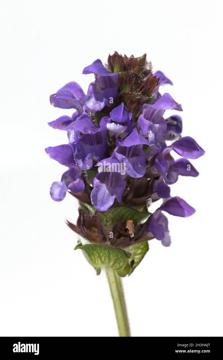 Prunella vulgaris tea Cut Out Stock Images & Pictures - Alamy