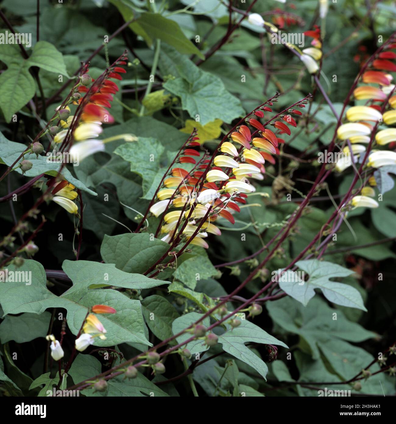Star Winds, Quamoclit lobata Stock Photo - Alamy