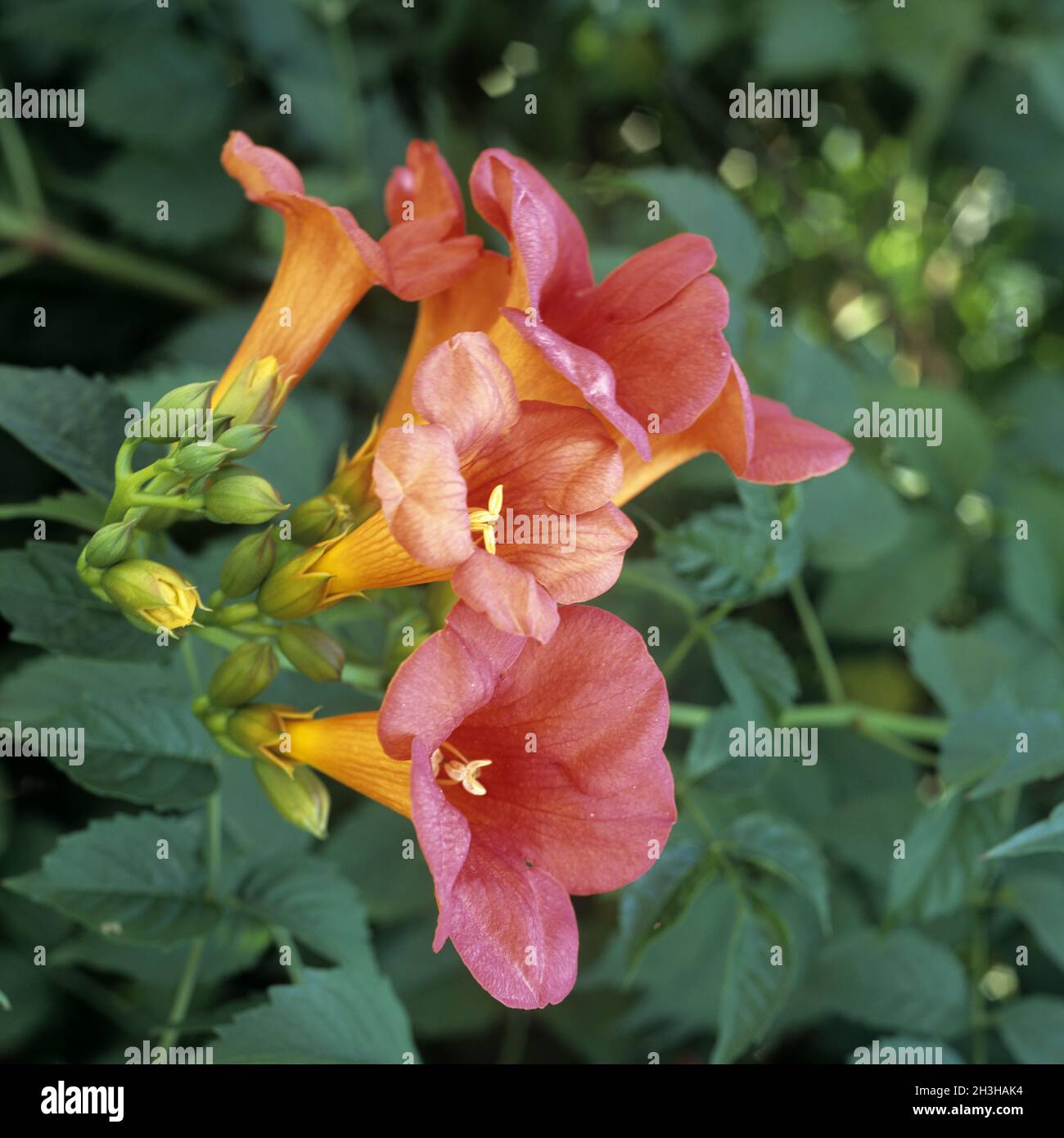 Trumpet vine, trumpet flower, Campsis radicans Stock Photo - Alamy