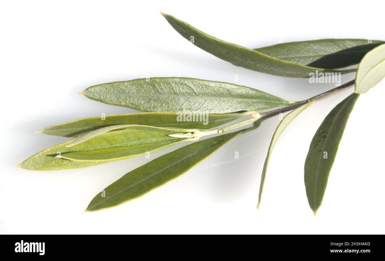 Olive tree leaves olea Cut Out Stock Images & Pictures - Alamy