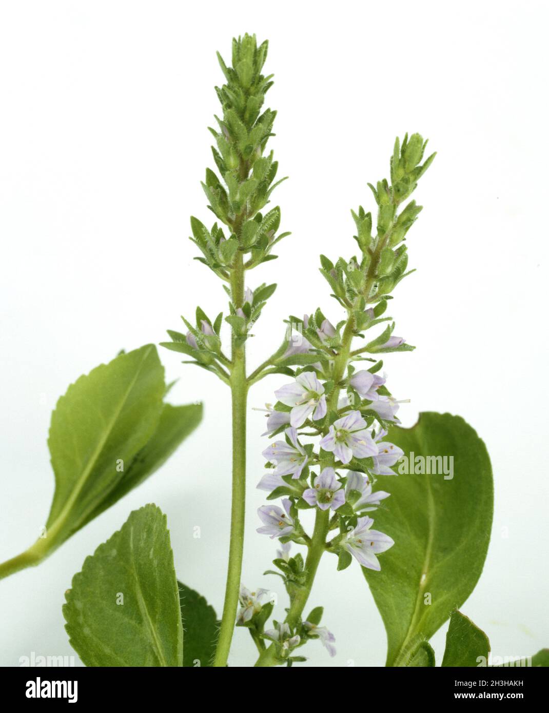 Speedwell; Veronica; Officinalis Stock Photo - Alamy