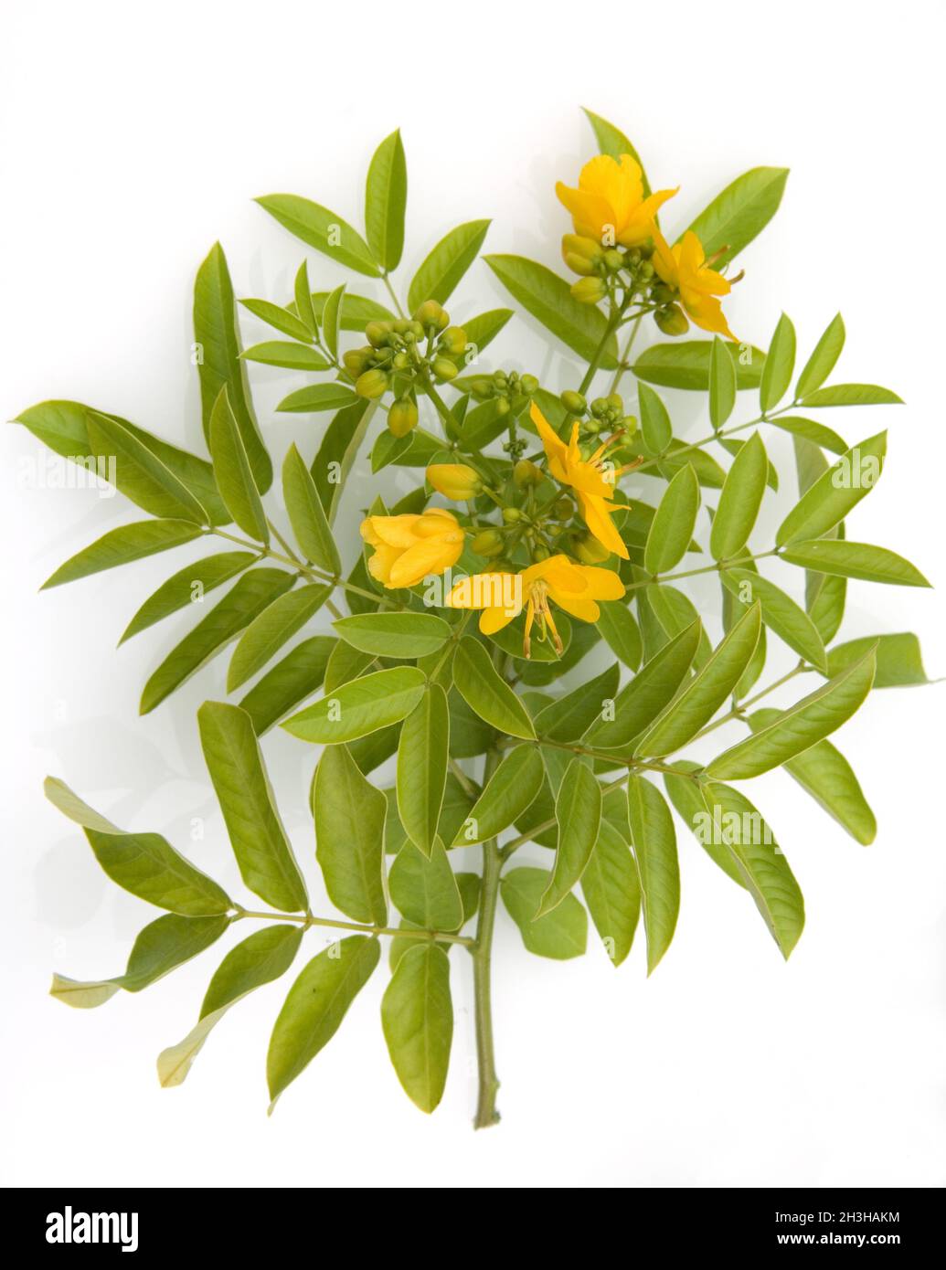 Chinesische Senna; Cassia tora Stock Photo - Alamy