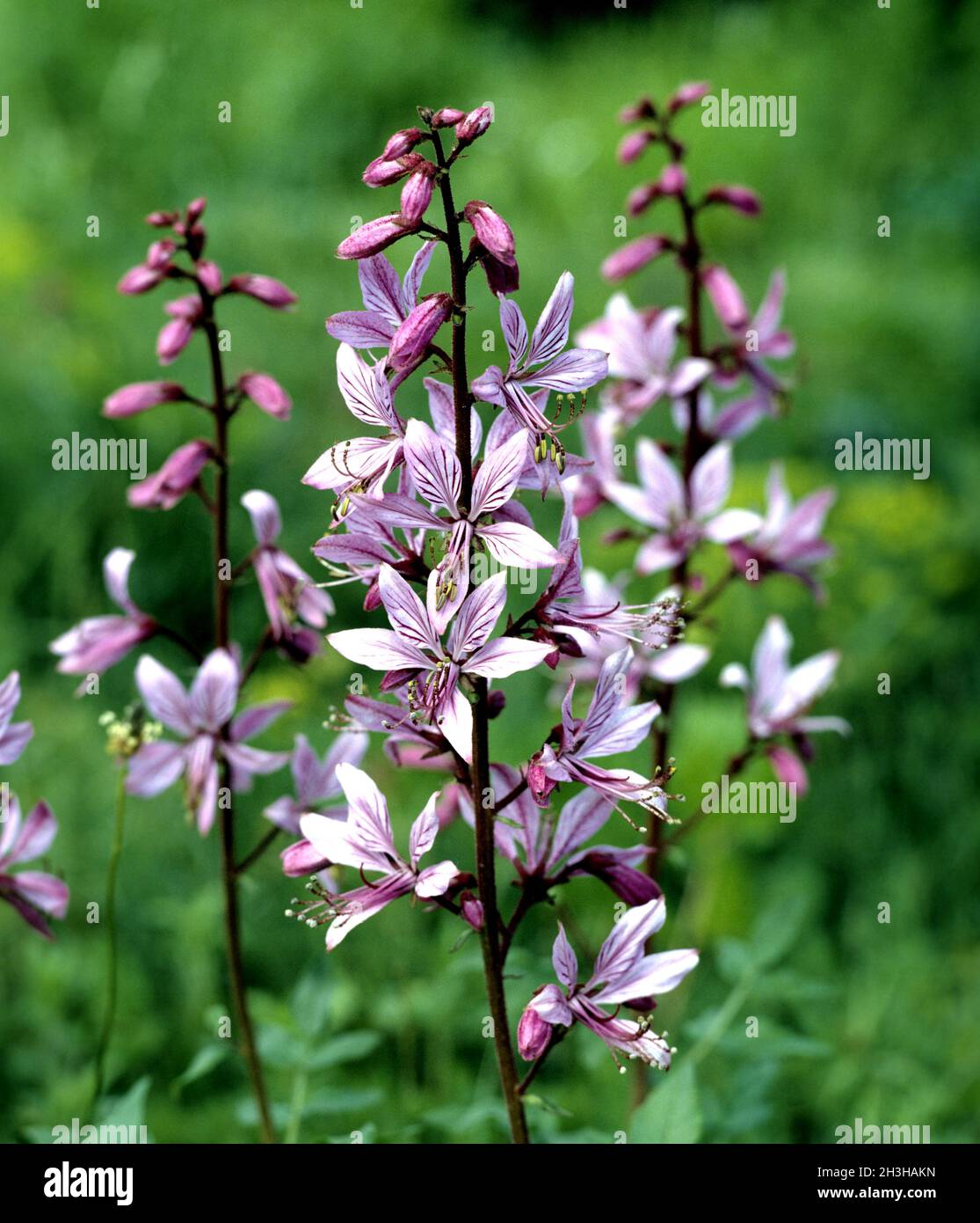 Medicinal plant a natural remedy plant hi-res stock photography and ...