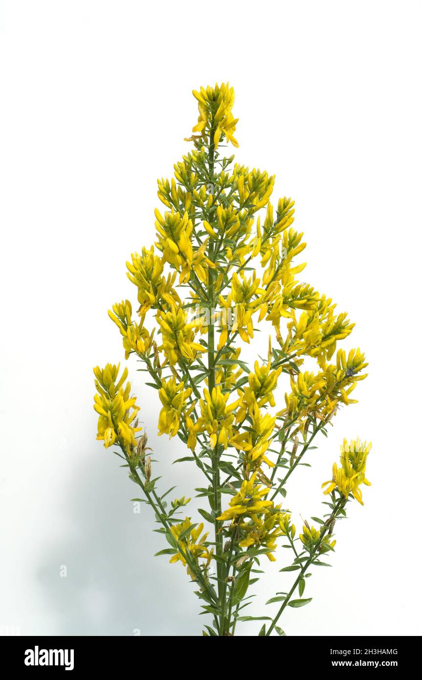 Genista tinctoria garden hi-res stock photography and images - Alamy