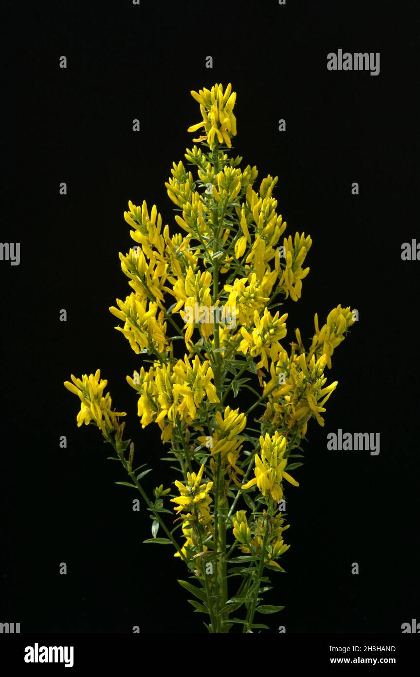 Genista tinctoria garden hi-res stock photography and images - Alamy