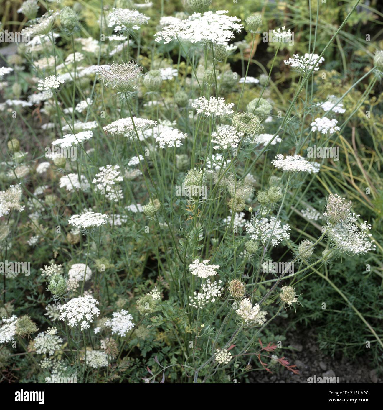 Wild Moehre; Daucus carota Stock Photo - Alamy