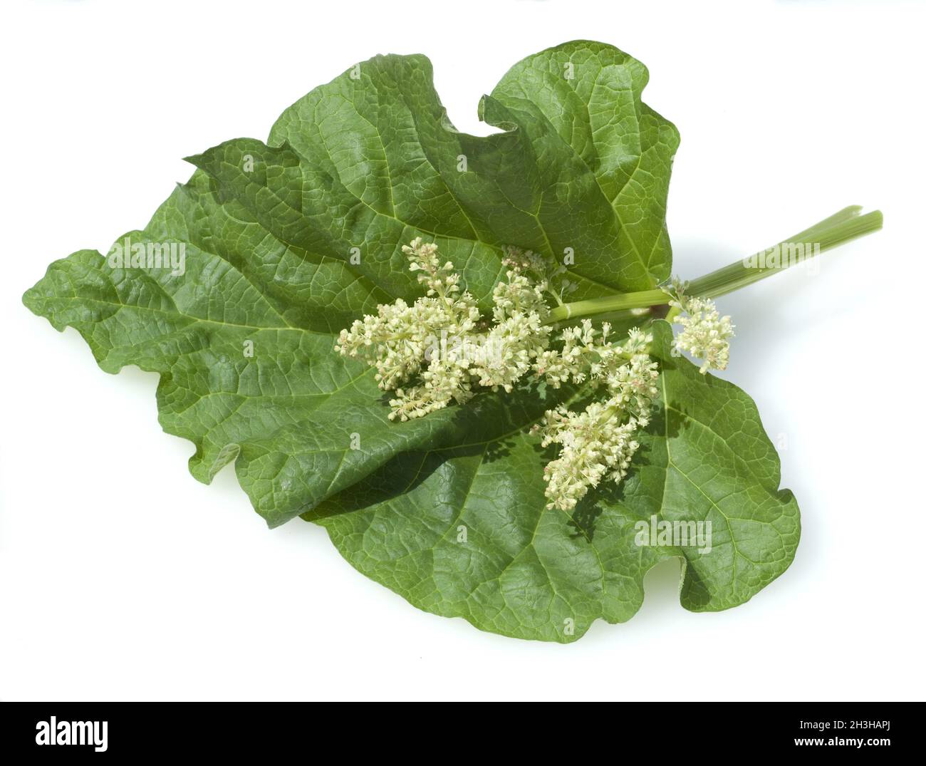 Rheum rhaponticum medicinal plant hi-res stock photography and images ...