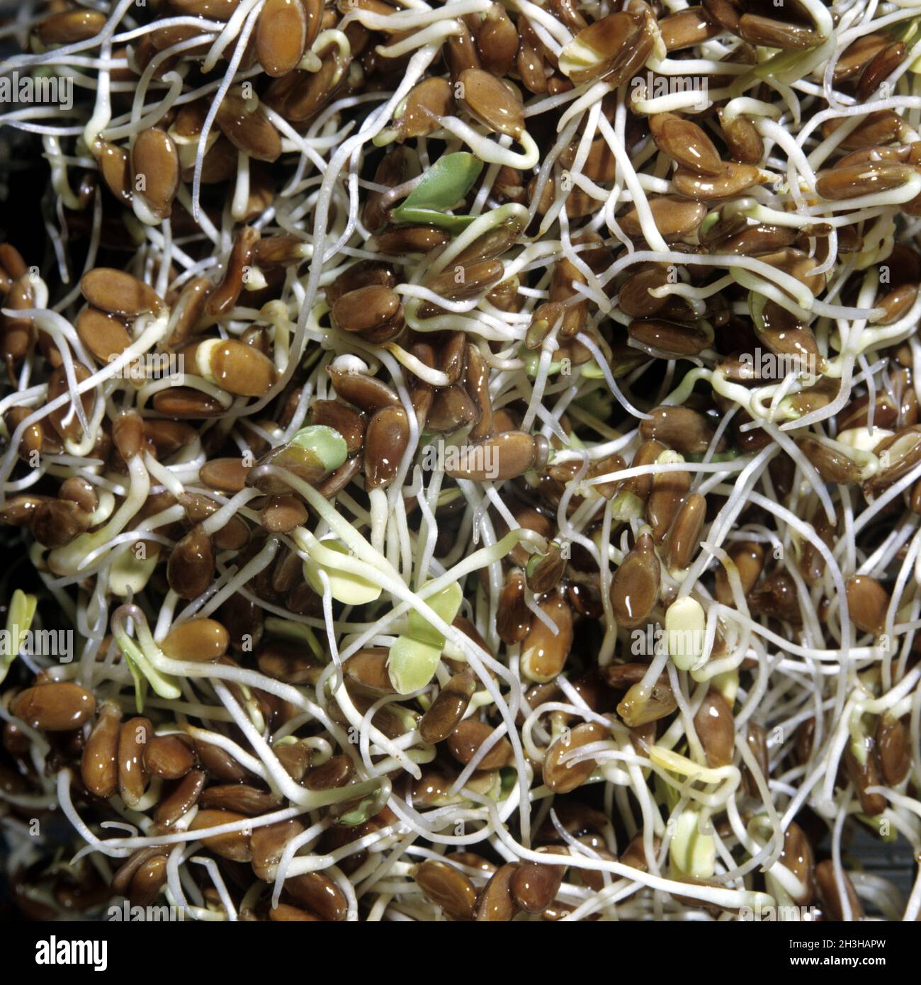 Flax weed hi-res stock photography and images - Alamy