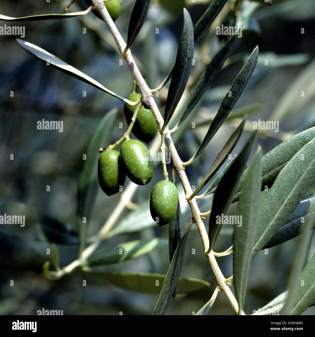 Olive, Olea europaea Stock Photo - Alamy