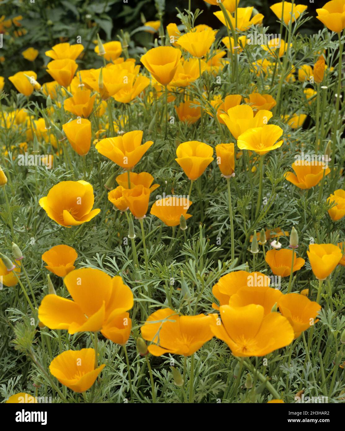 California cap poppy hi-res stock photography and images - Alamy