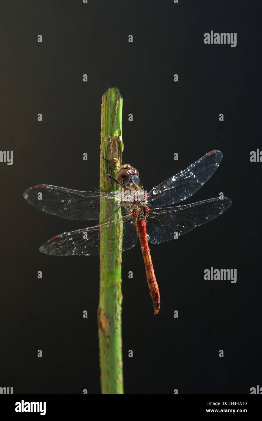 Blood red, darter, Sympetrum, sanguineum, female Stock Photo - Alamy
