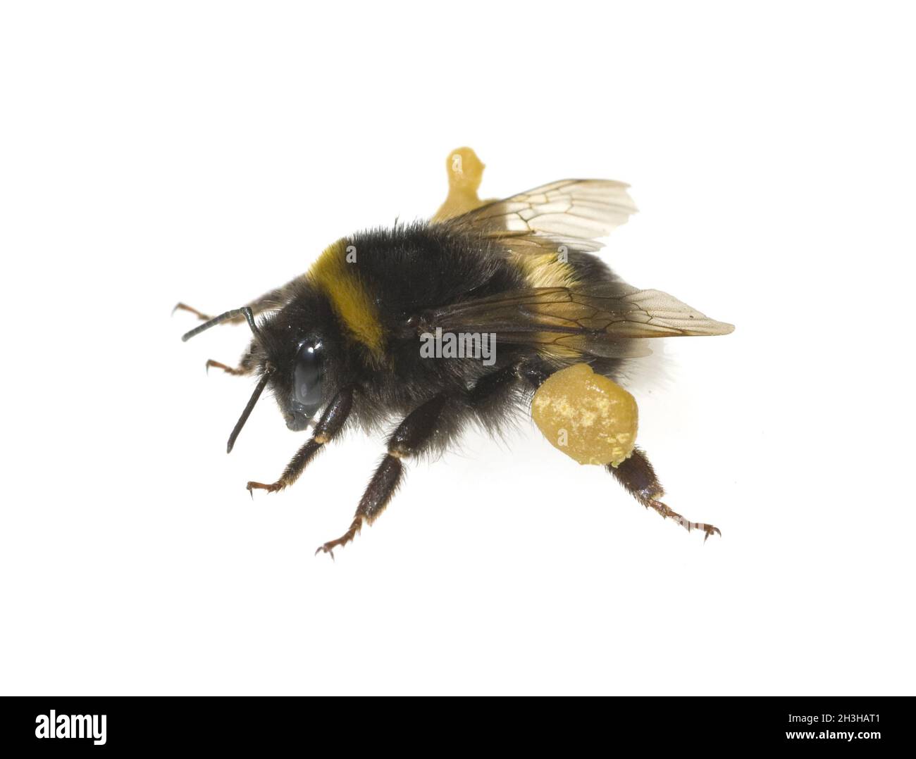 Bumblebee leg hi-res stock photography and images - Alamy