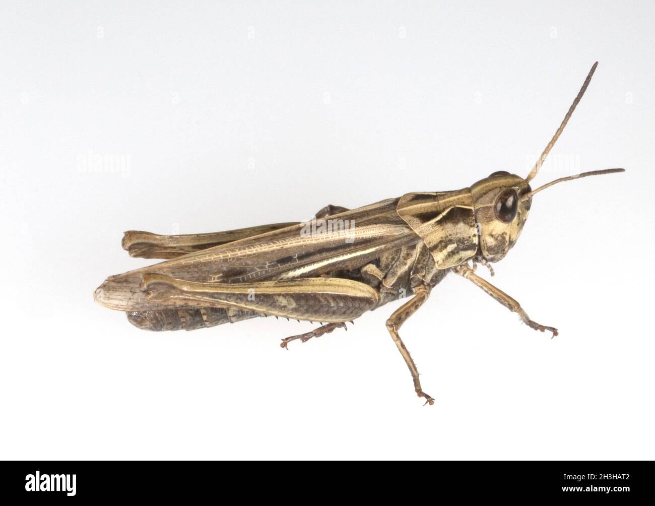 Field locust, Acrididae Stock Photo - Alamy