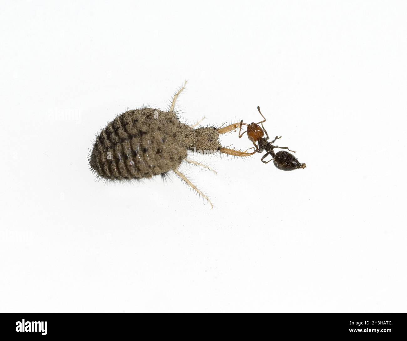 Ant lions Cut Out Stock Images & Pictures - Alamy