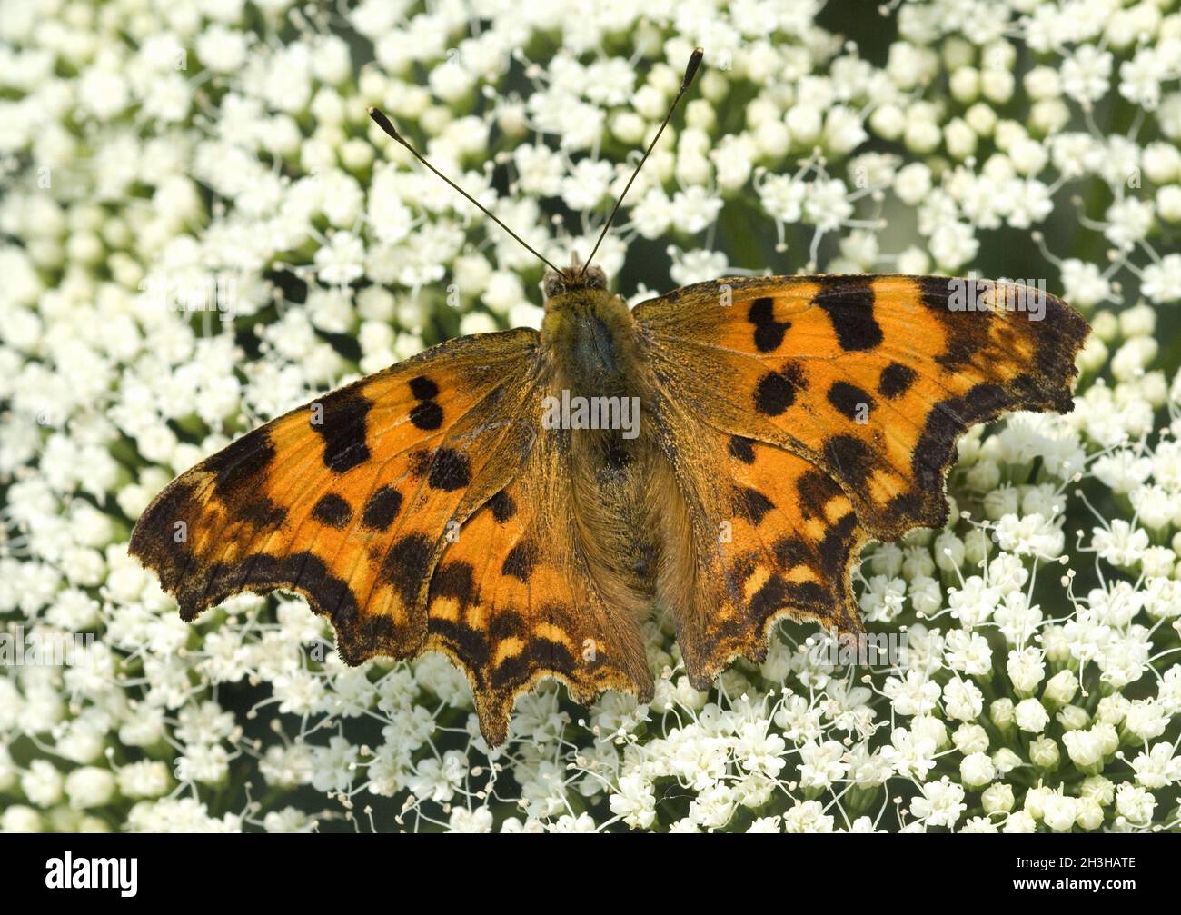 Precious butterfly hi-res stock photography and images - Alamy