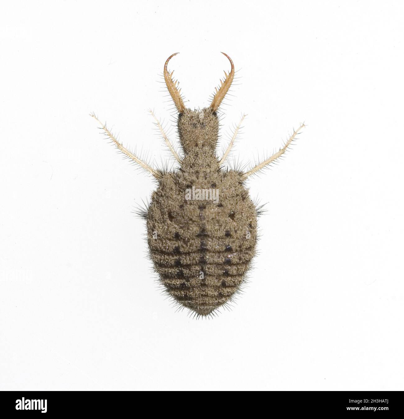 Ants loewe hi-res stock photography and images - Alamy