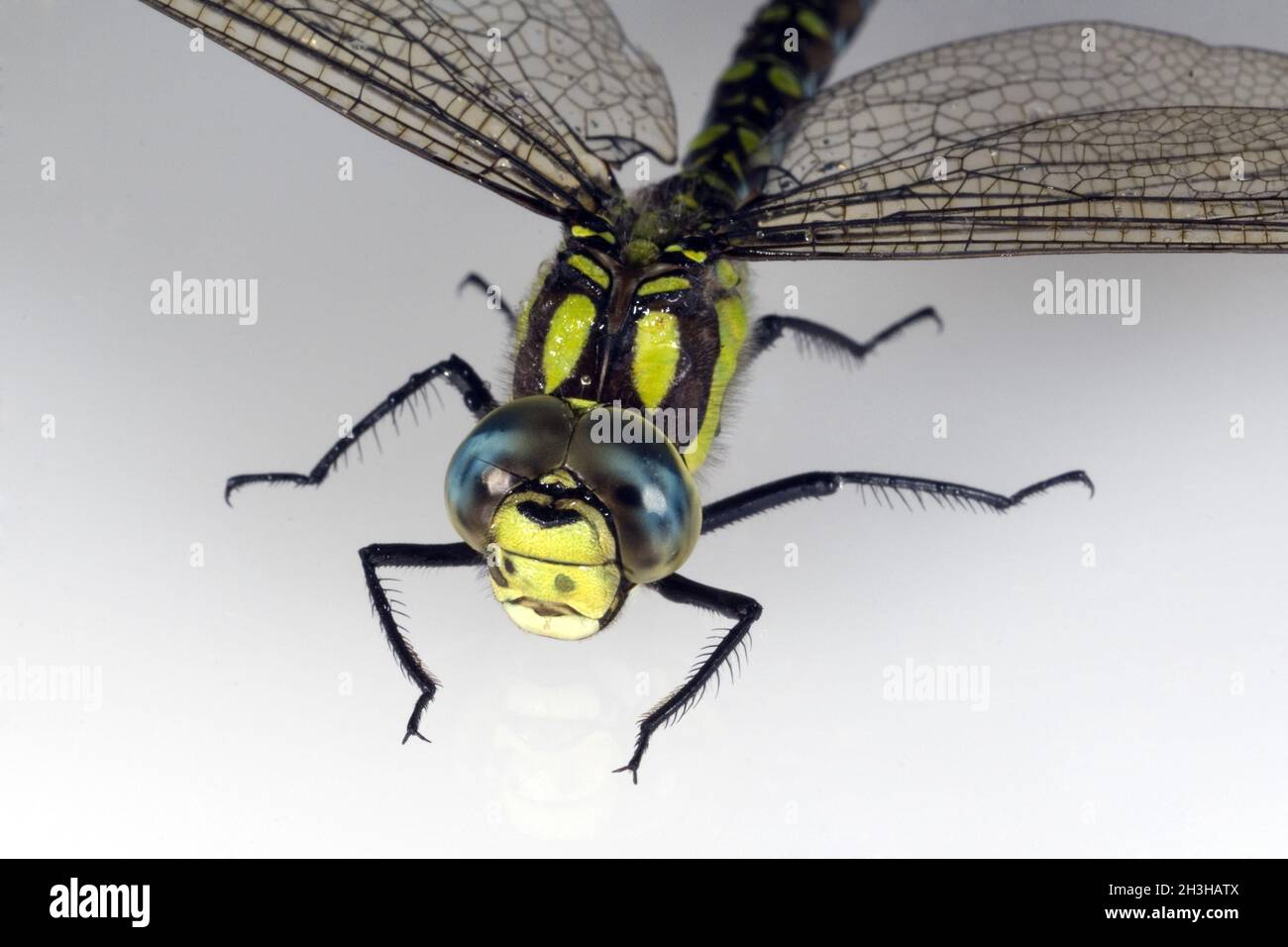 Pond maiden hi-res stock photography and images - Alamy