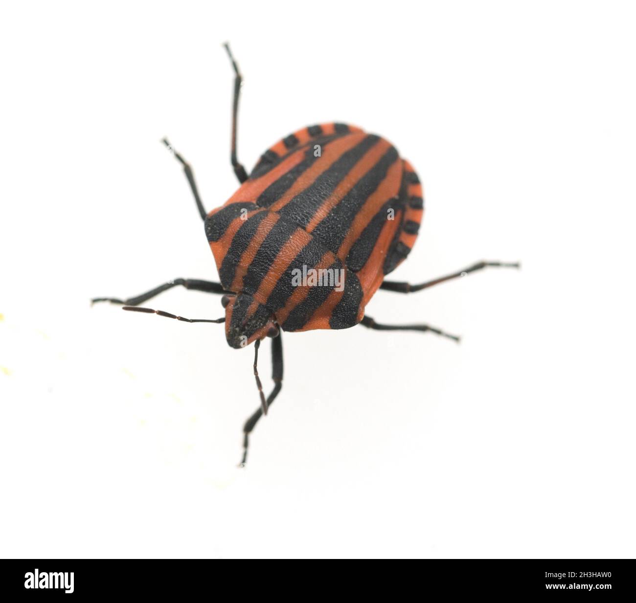 Black and white striped bugs hi-res stock photography and images - Alamy