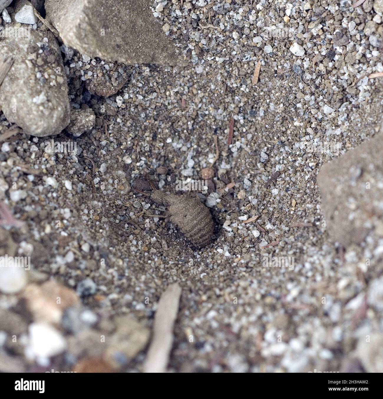 Sand funnel hi-res stock photography and images - Alamy