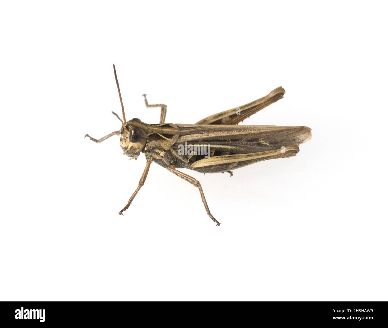 Field locust hi-res stock photography and images - Alamy