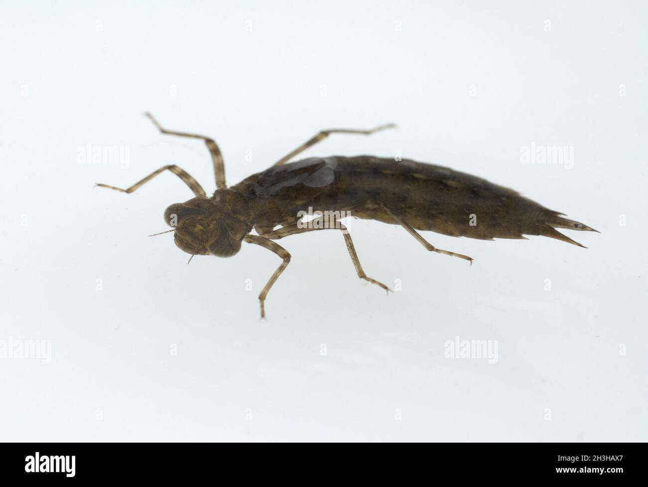 Dragonfly larva aeshnidae hi-res stock photography and images - Alamy