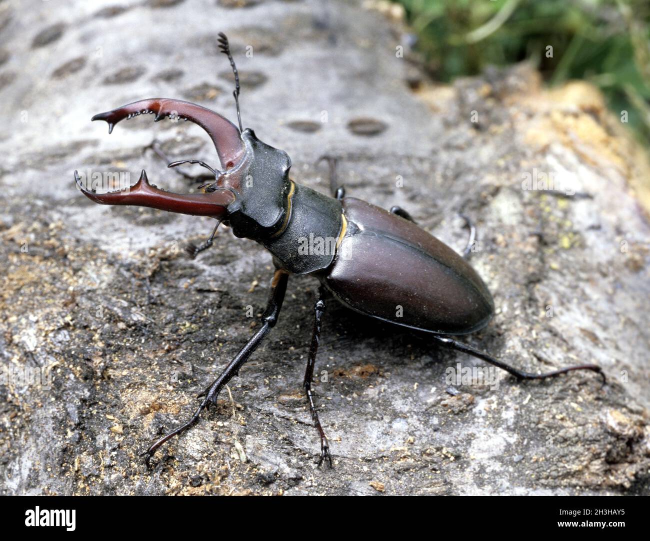 Stag and fawn hi-res stock photography and images - Alamy