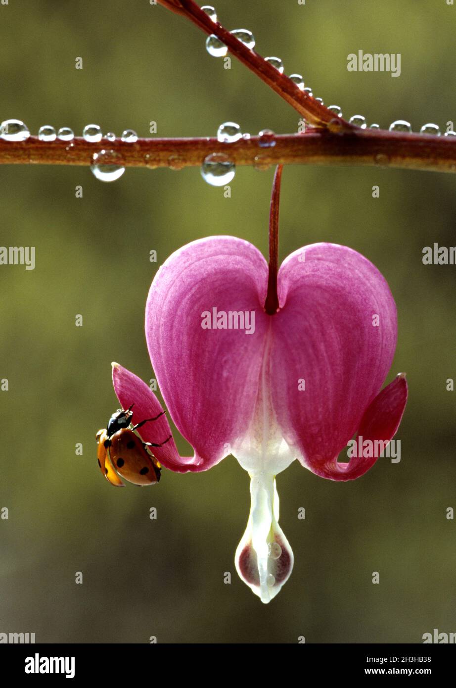 Heart beetle hi-res stock photography and images - Alamy