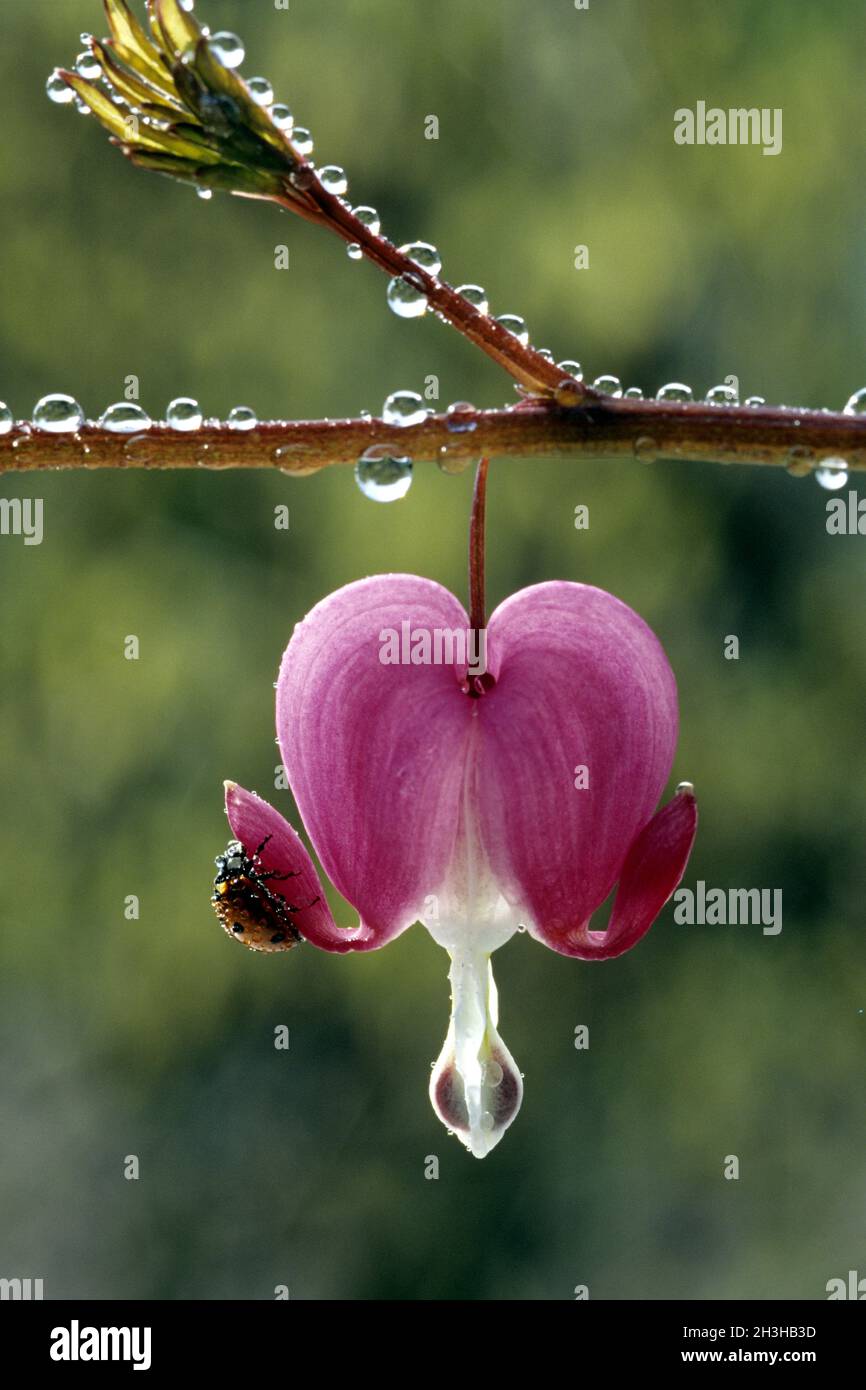 Beetle heart hi-res stock photography and images - Alamy