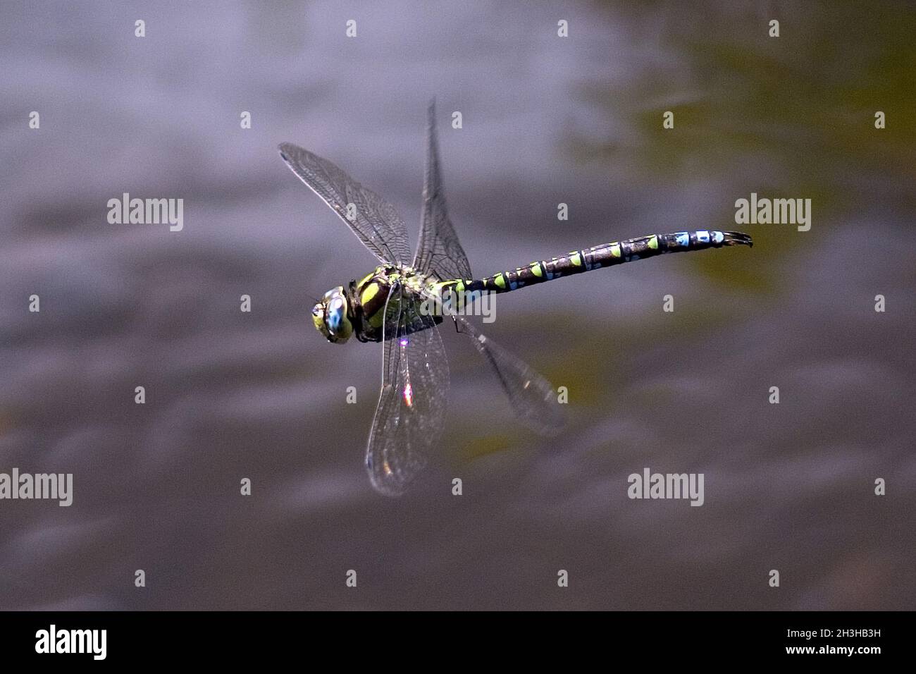 Damselfly in flight Stock Photo - Alamy