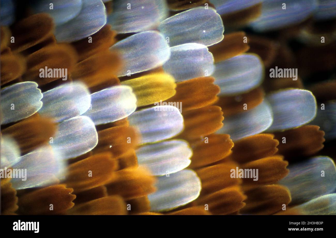 Butterfly Wing Microscope High Resolution Stock Photography and Images ...