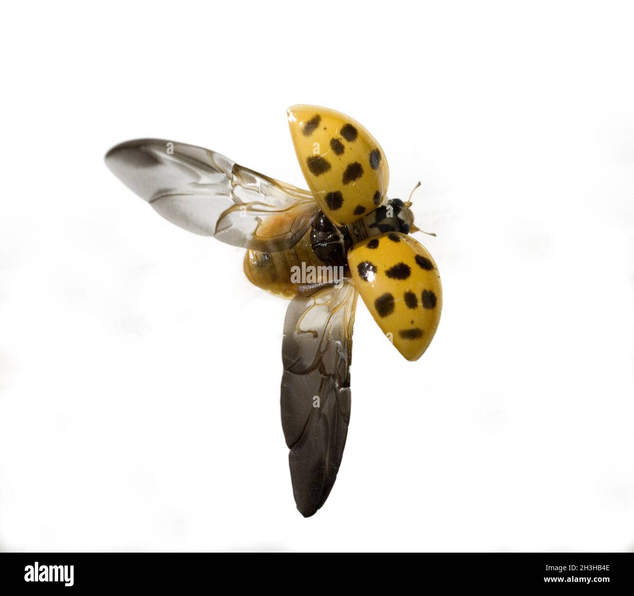 Asian ladybird; taking off Stock Photo - Alamy