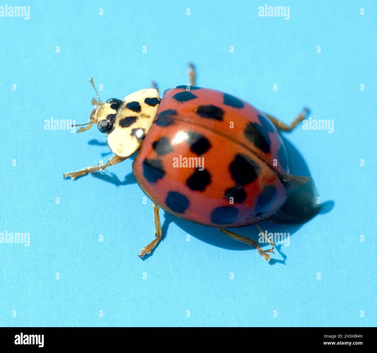Japanese ladybird hi-res stock photography and images - Alamy