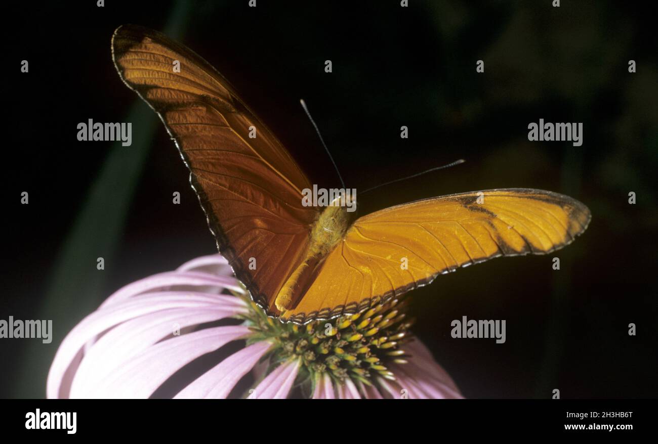 Butterfly flare; dryas, julia Stock Photo - Alamy