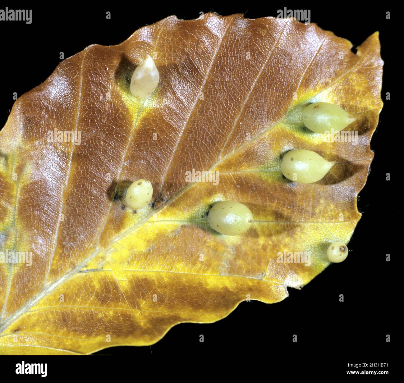 Beech Leaf Galls Stock Photo - Alamy