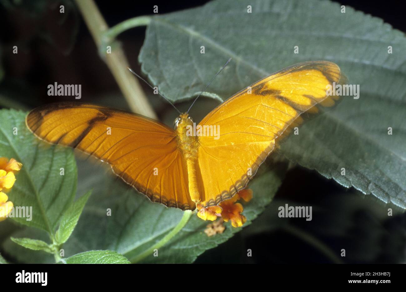 Butterfly flare; dryas, julia Stock Photo - Alamy